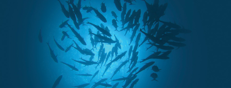 Home | Oceans at MIT